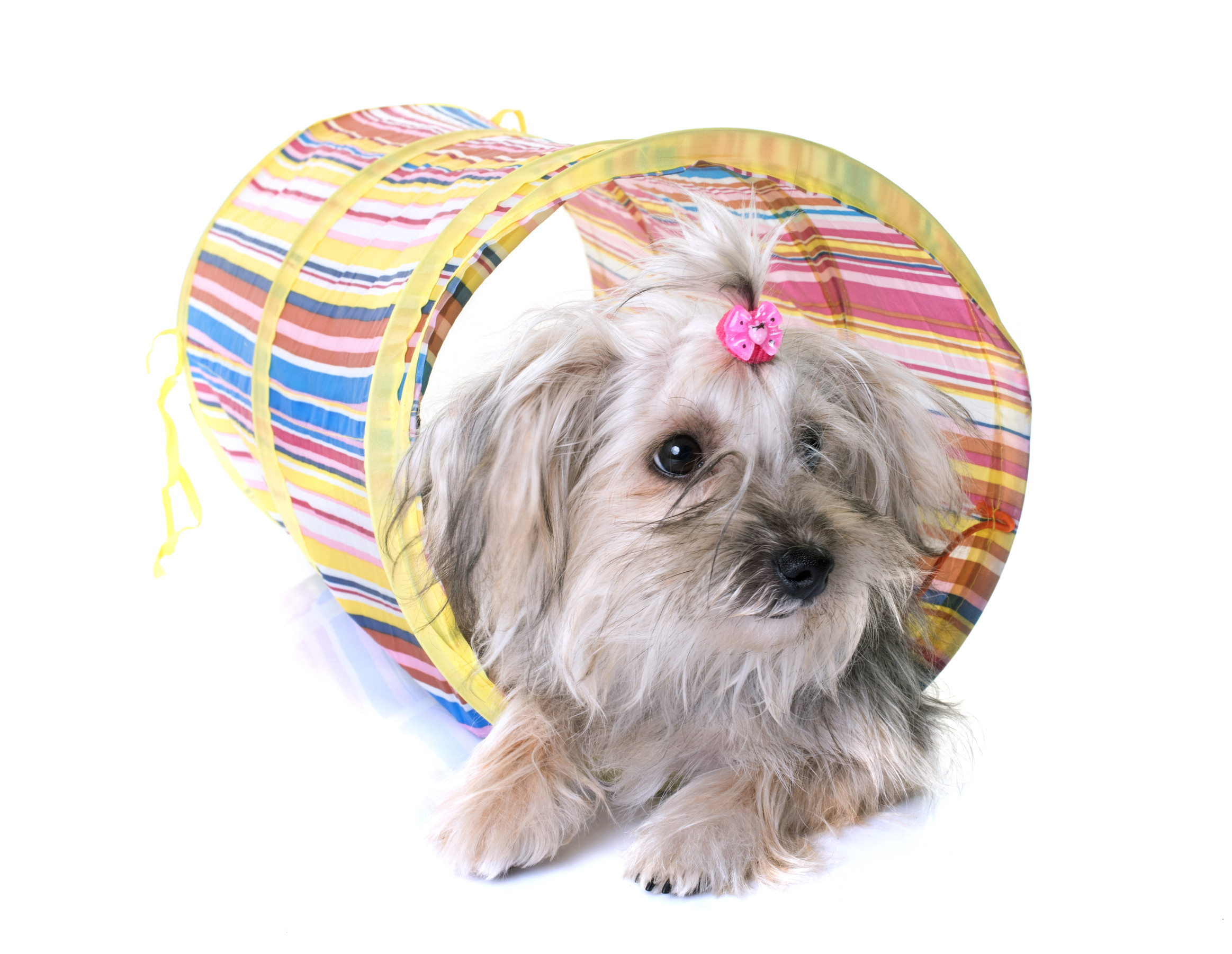How to Adopt a Shorkie in Indiana - Dog Adoption - Dog Academy