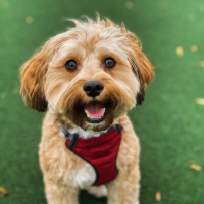 How To Adopt a Havapoo in Frisco - Dog Adoption - Dog Academy