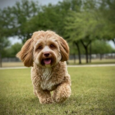 How To Adopt a Havapoo in Laredo - Dog Adoption - Dog Academy