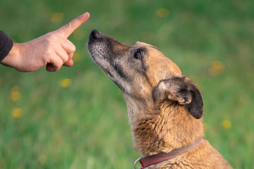Can I Train My Own Dog To Be A Psychiatric Service Dog 