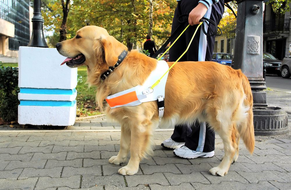 What Tasks Can a Psychiatric Service Dog Perform? - Dog Academy