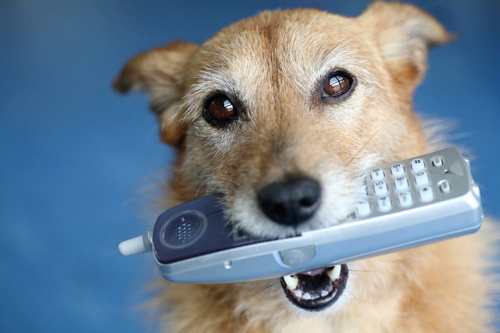 Can a Psychiatric Service Dog Help With Agoraphobia? - Dog Academy