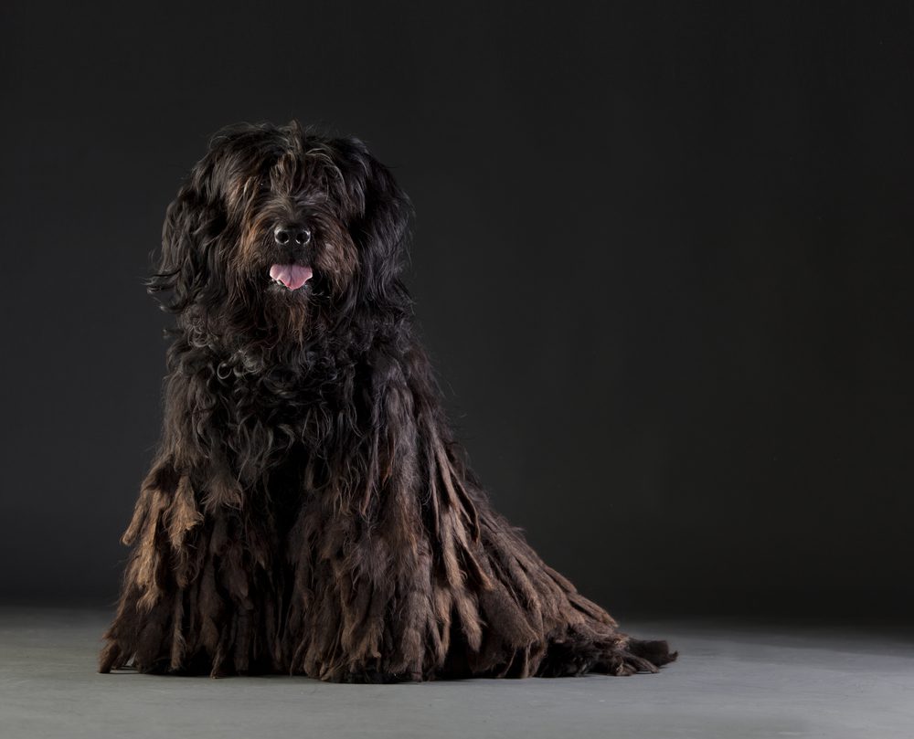Rare Dog Breeds: Your Guide to Unique Breeds - Dog Academy
