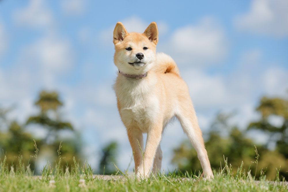 Rare Dog Breeds: Your Guide to Unique Breeds - Dog Academy