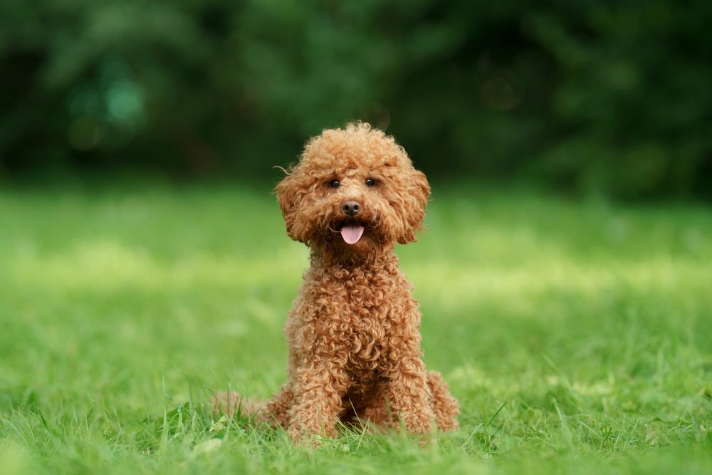 Fluffy Dog Breeds - Dog Academy