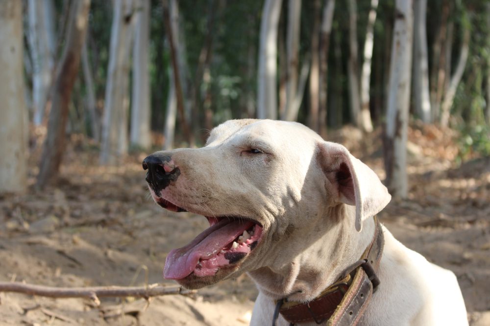 Most Aggressive Dog Breeds - Dog Academy