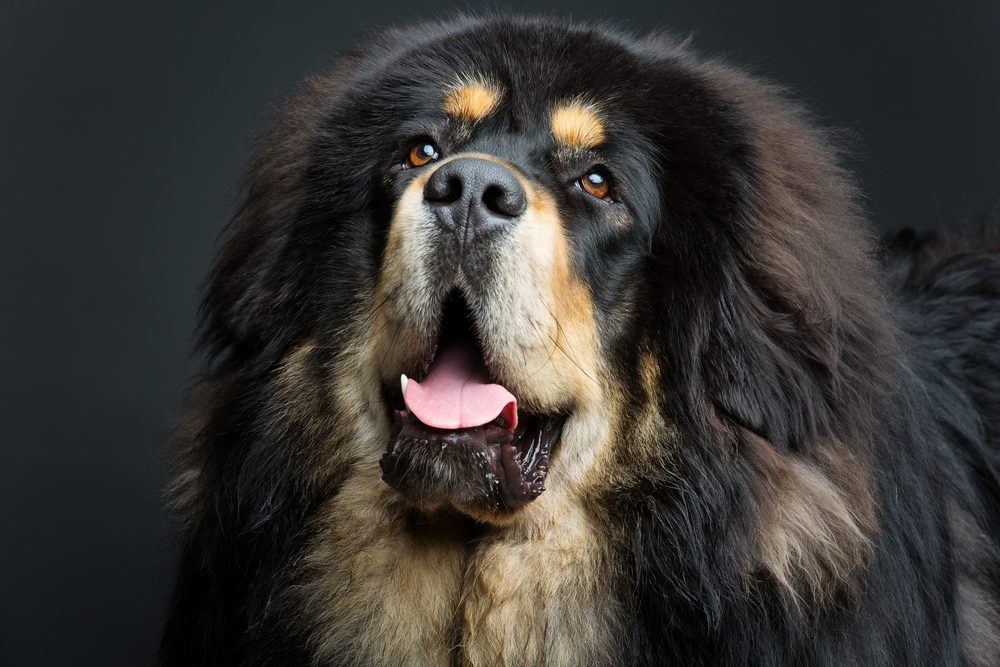 Fluffy Dog Breeds - Dog Academy
