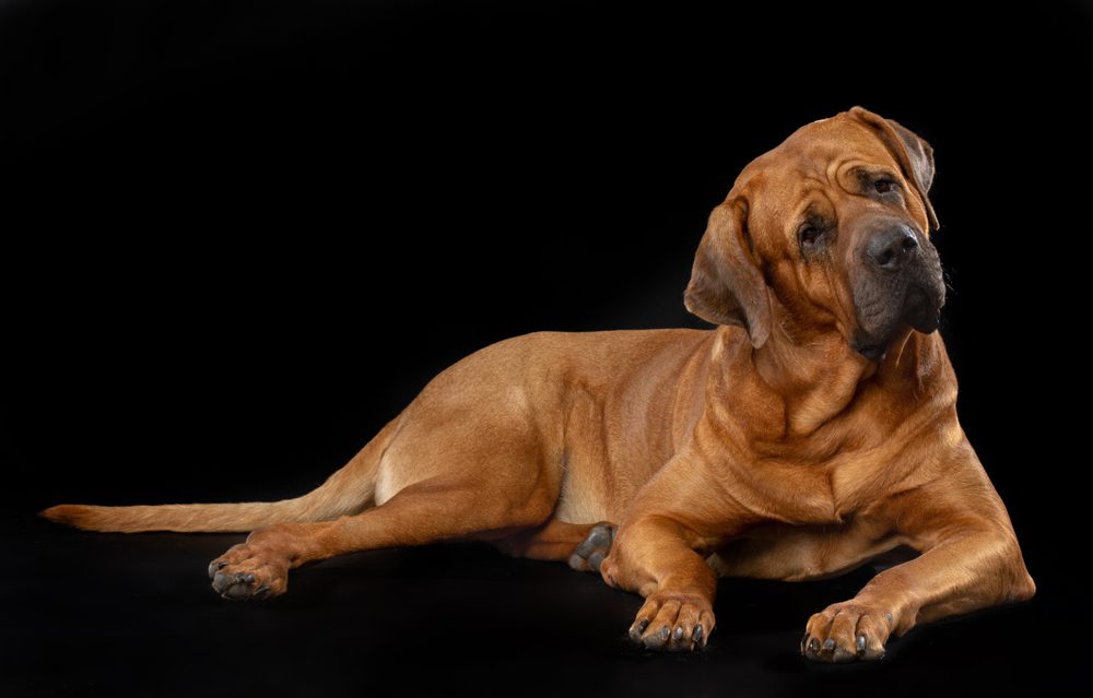 Japanese Dog Breeds: Your Expert Guide - Dog Academy