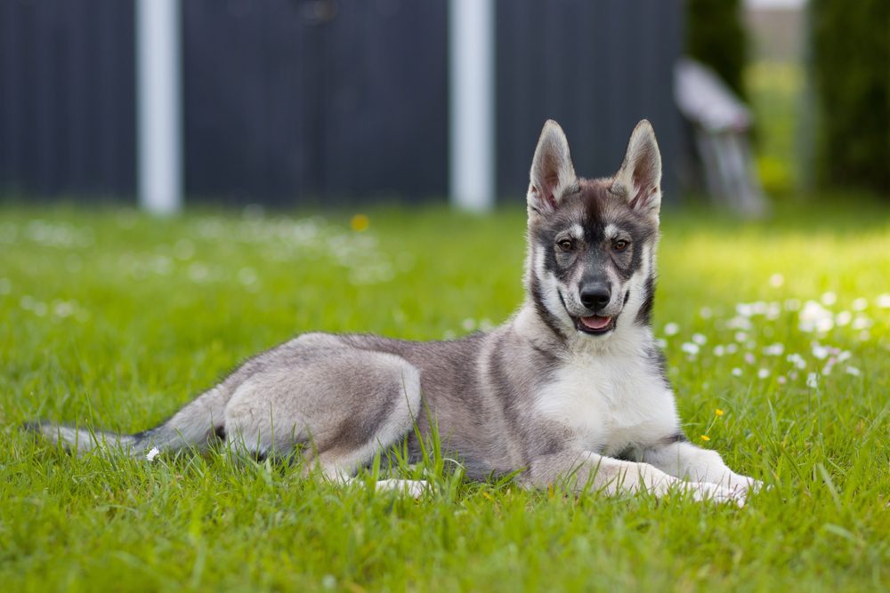 German Shepherd Husky Mix Your Complete Guide German Shepherd Husky Mix Your Complete Guide