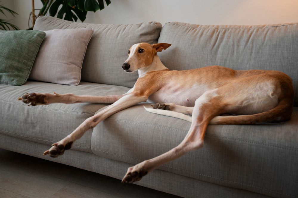 Big Hypoallergenic Dogs