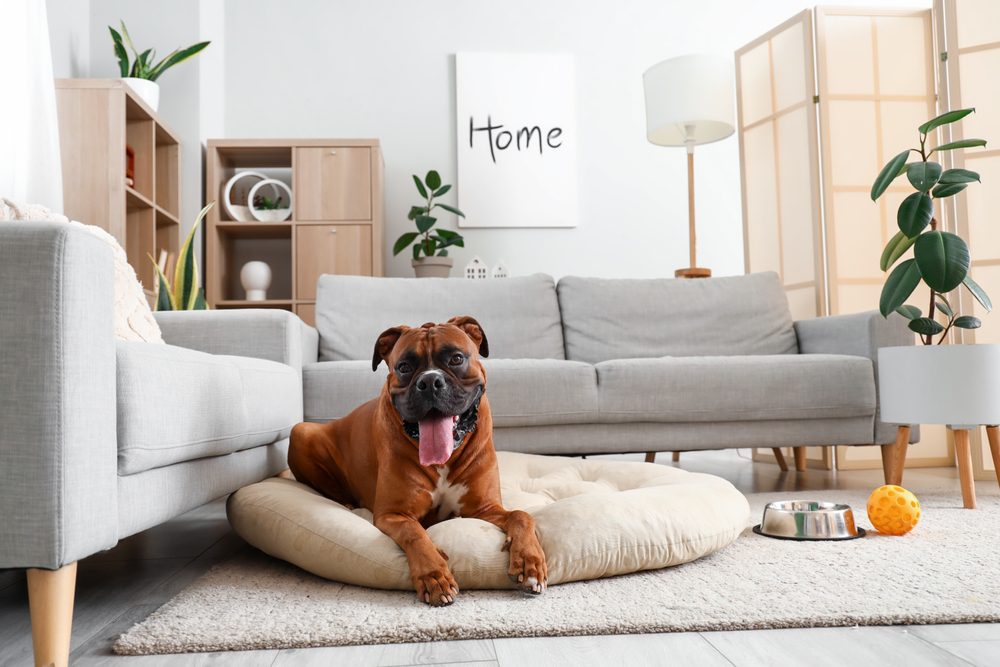 Best Large Dogs for Apartments - Dog Academy