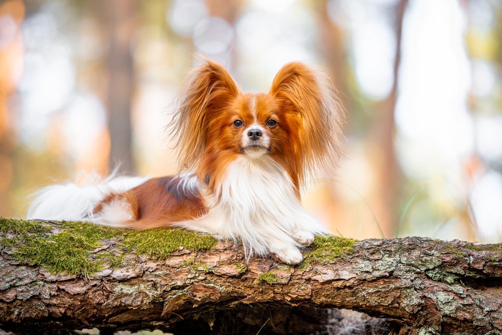 The Best Dog Breeds Under 15 Pounds - Dog Academy