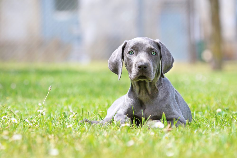 Best Hiking Dogs: Everything You Need to Know - Dog Academy