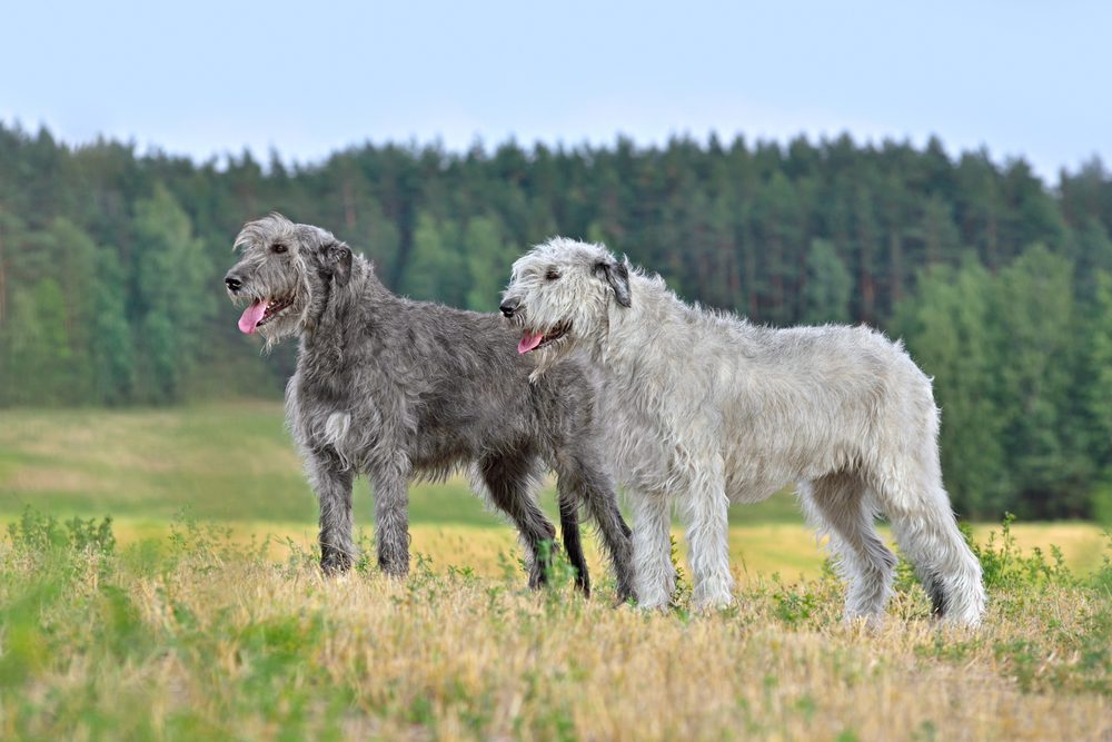 Top 20 Big Dog Breeds