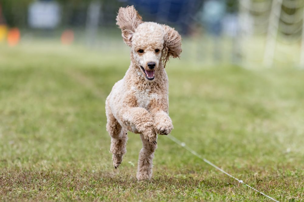 Miniature Poodle: Your Complete Guide - Dog Academy