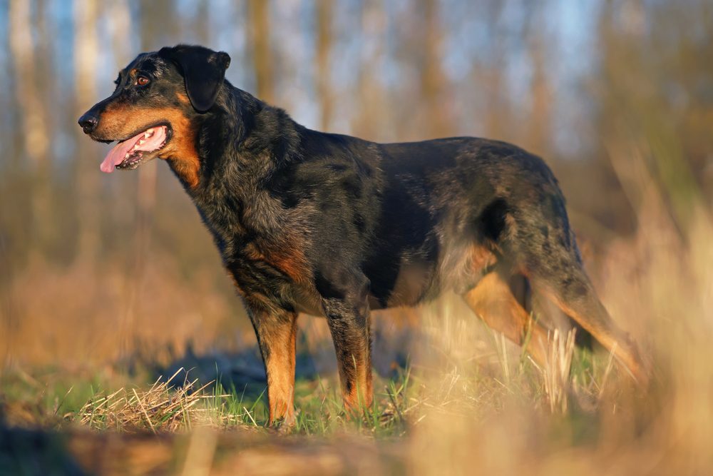 Beauceron: Your Complete Guide - Dog Academy