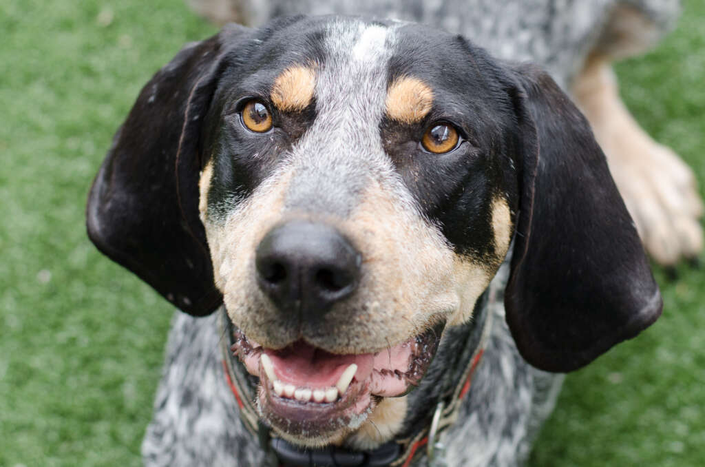 Bluetick Coonhound: Your Complete Guide - Dog Academy
