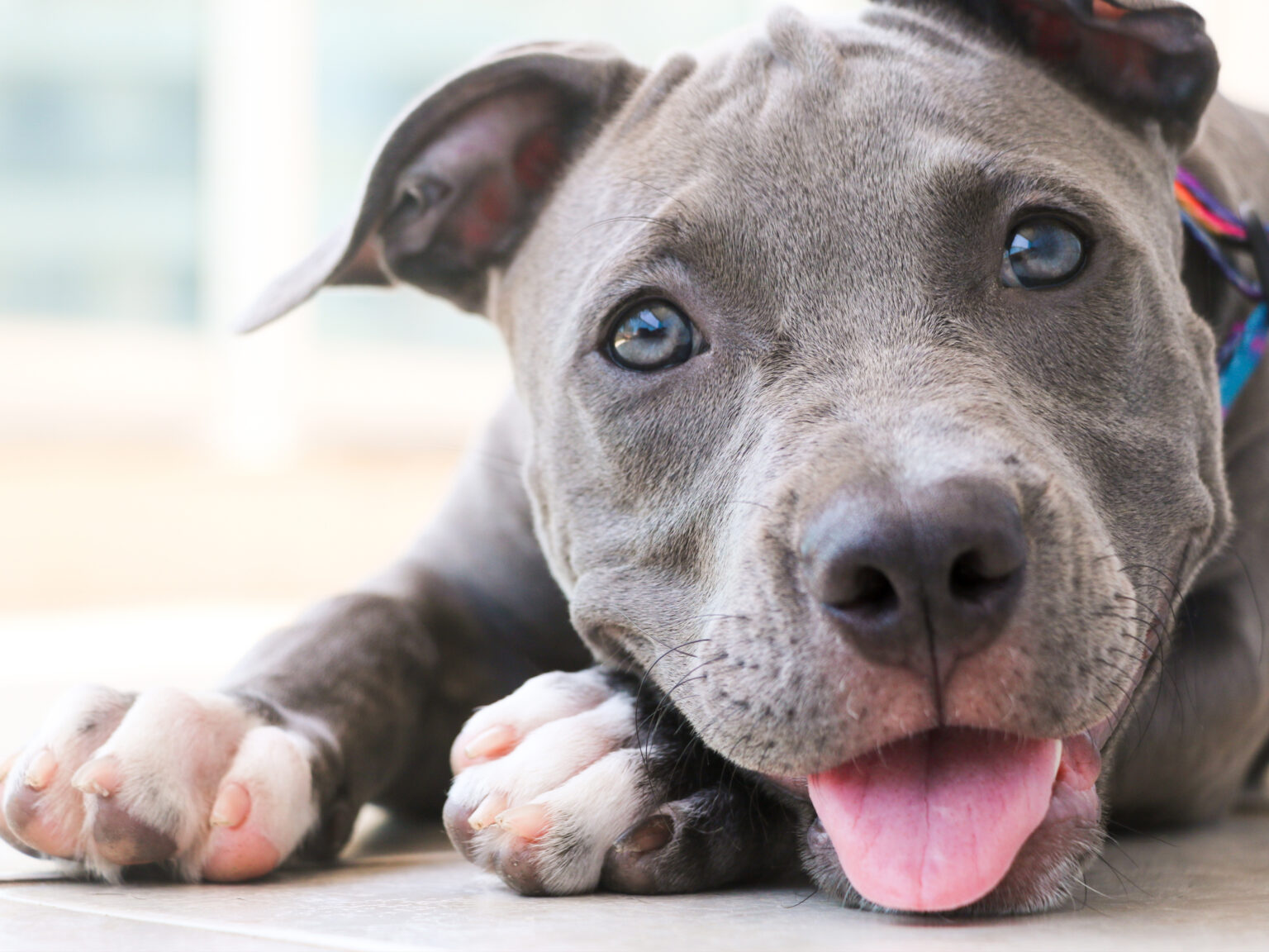 Blue Nose Pitbull Puppies for Sale - Puppies For Sale - Dog Academy