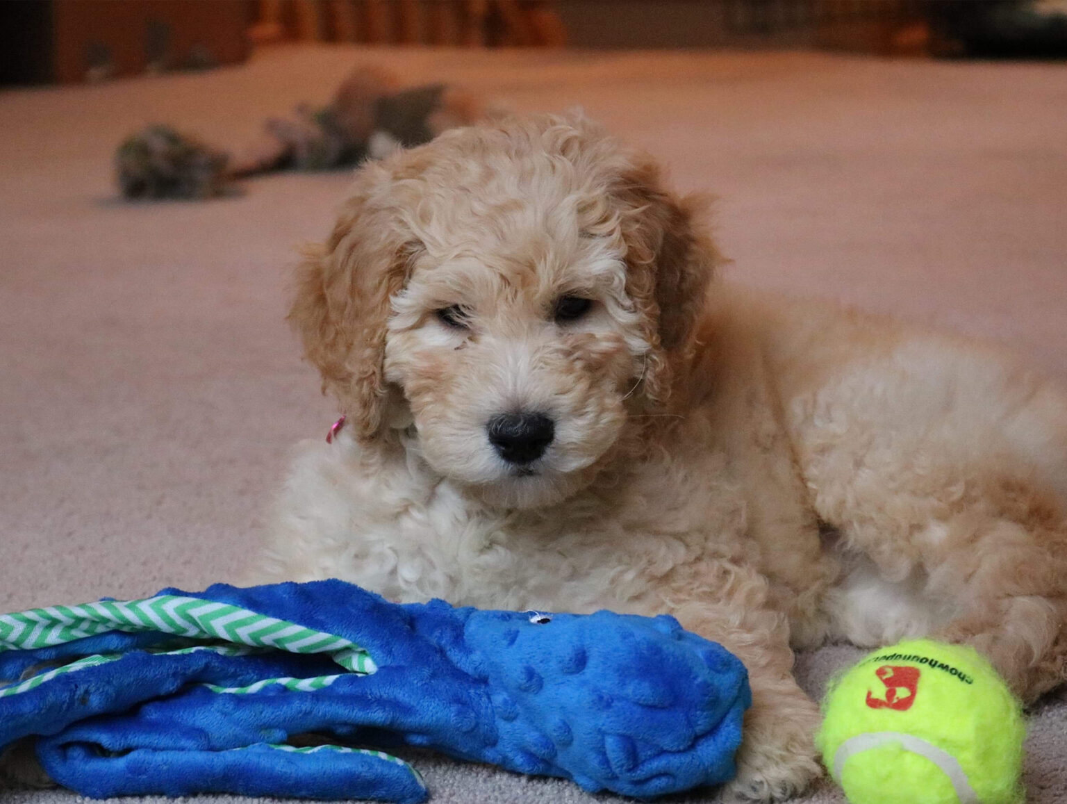 F1B Goldendoodle Puppies for Sale in Texas - Puppies For Sale - Dog Academy