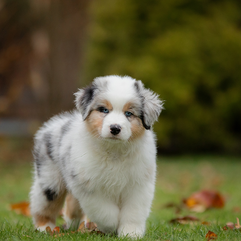 Puppies for Sale: How to Buy a Dog - Dog Academy