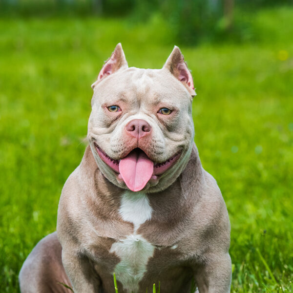 Puppies for Sale: How to Buy a Dog - Dog Academy