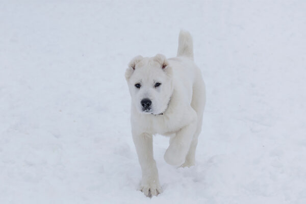 Alabai Puppies for Sale - Puppies For Sale - Dog Academy