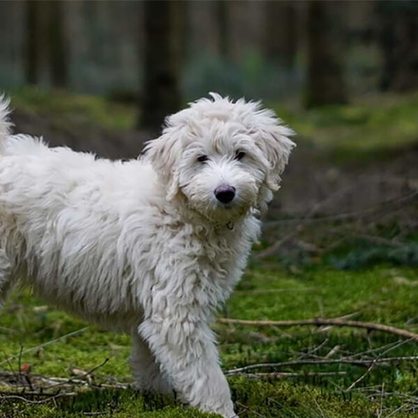Puppies for Sale: How to Buy a Dog - Dog Academy