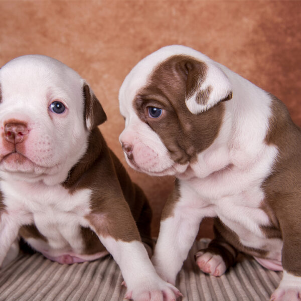 Puppies for Sale: How to Buy a Dog - Dog Academy