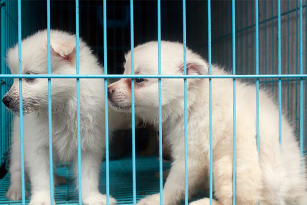Pomeranian Puppies for Sale - Puppies For Sale - Dog Academy