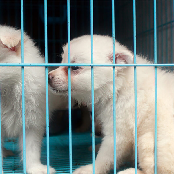 Puppies for Sale: How to Buy a Dog - Dog Academy
