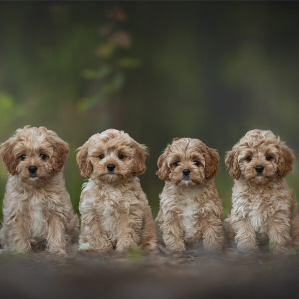 Puppies for Sale: How to Buy a Dog - Dog Academy