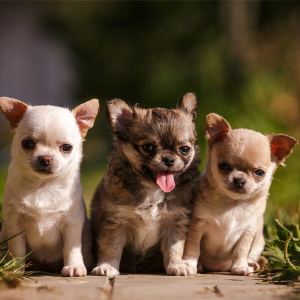 Puppies for Sale: How to Buy a Dog - Dog Academy